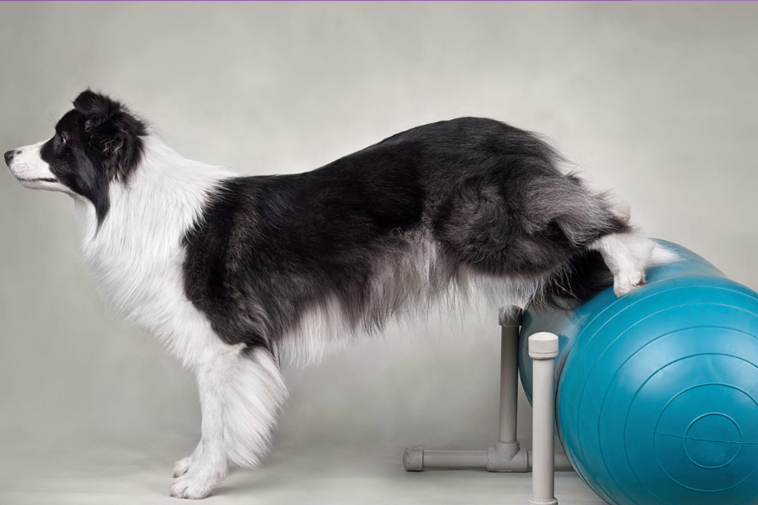 No Bones About It: Physical Therapy Helps Dogs Too